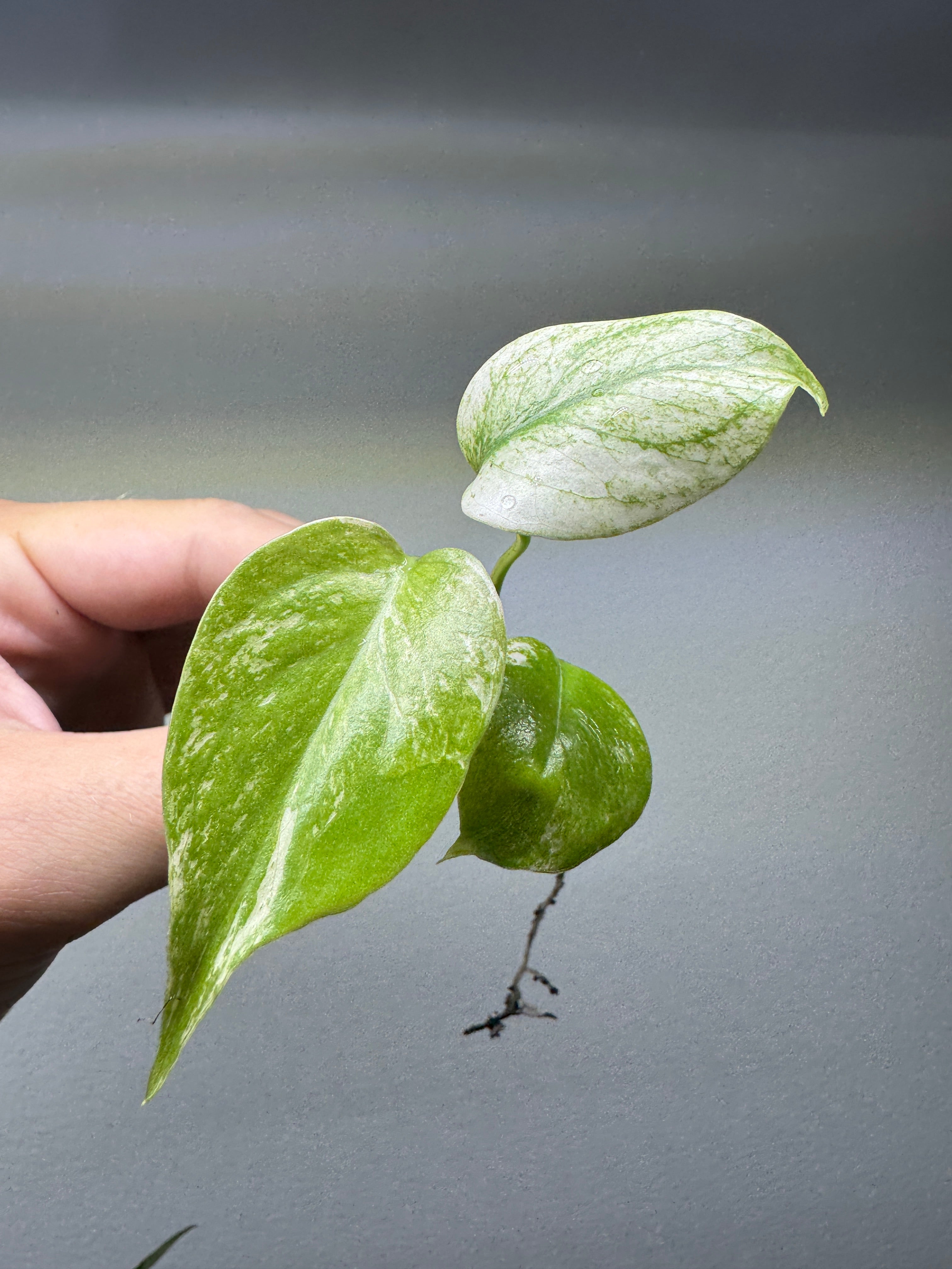 Monstera deliciosa ’MINT’ Large Form – Plantthatplant