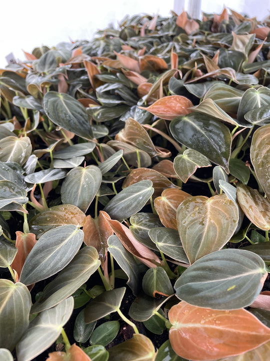 Unique houseplants for growers and businesses in EU and US ...